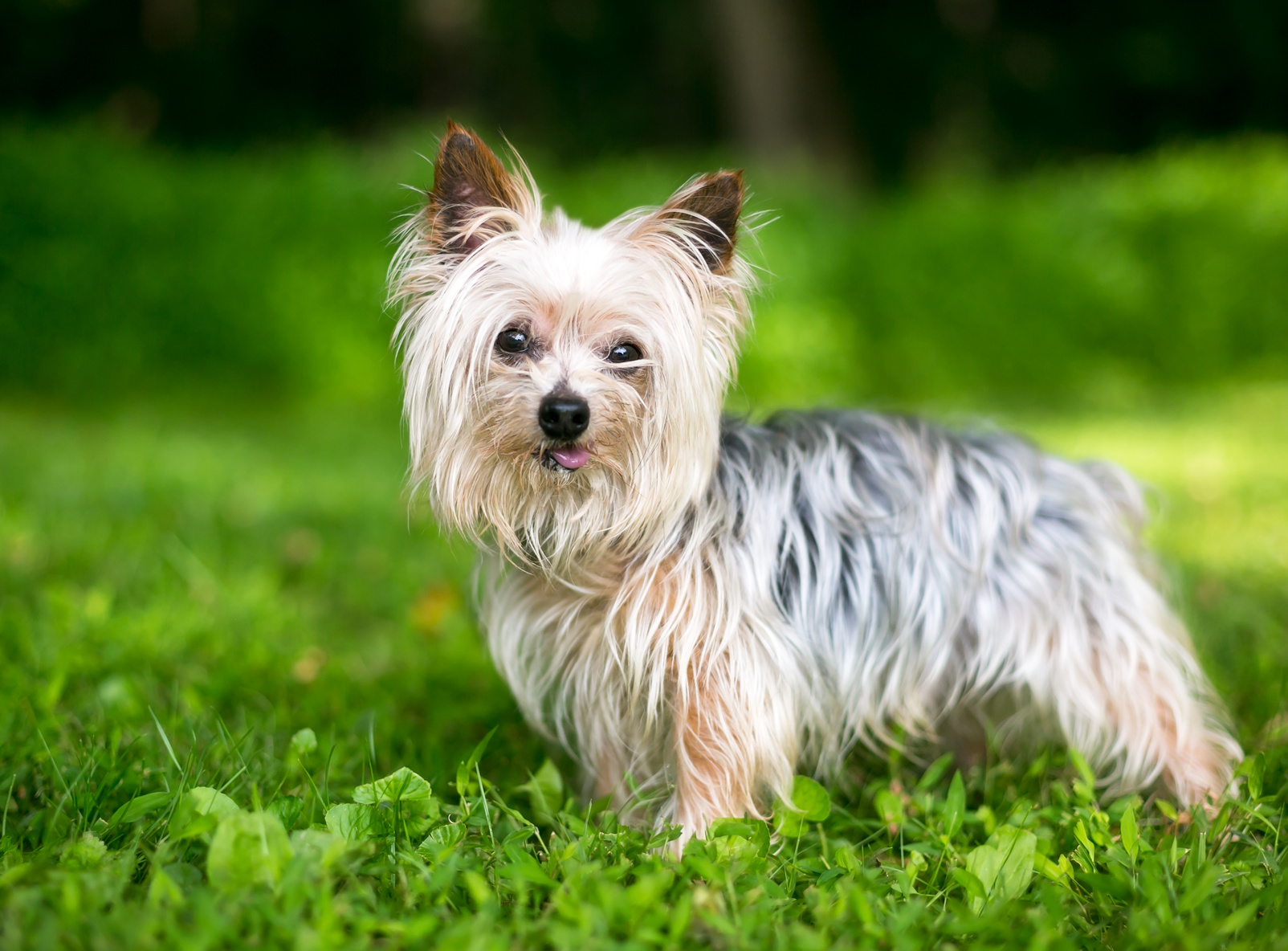 Yorkshire terrier : origine, caractère, santé, soins | Magazine zooplus.ch
