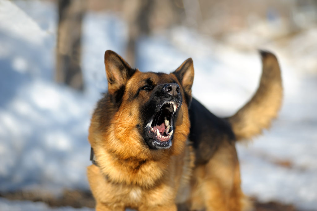 L'agressivité chez le chien : causes et conseils | Magazine zooplus
