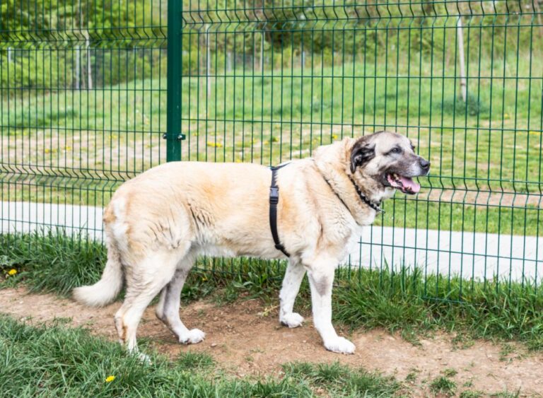 Berger Kangal : caractère, dressage, exigences | Magazine zooplus