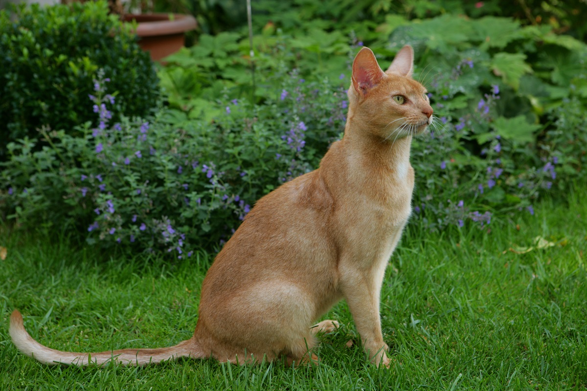 Top 20 des races de chat les plus populaires | Magazine zooplus