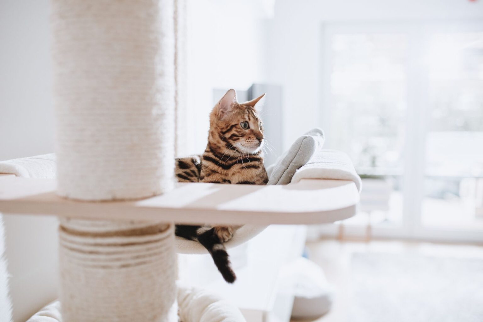 Top 20 des races de chat les plus populaires | Magazine zooplus
