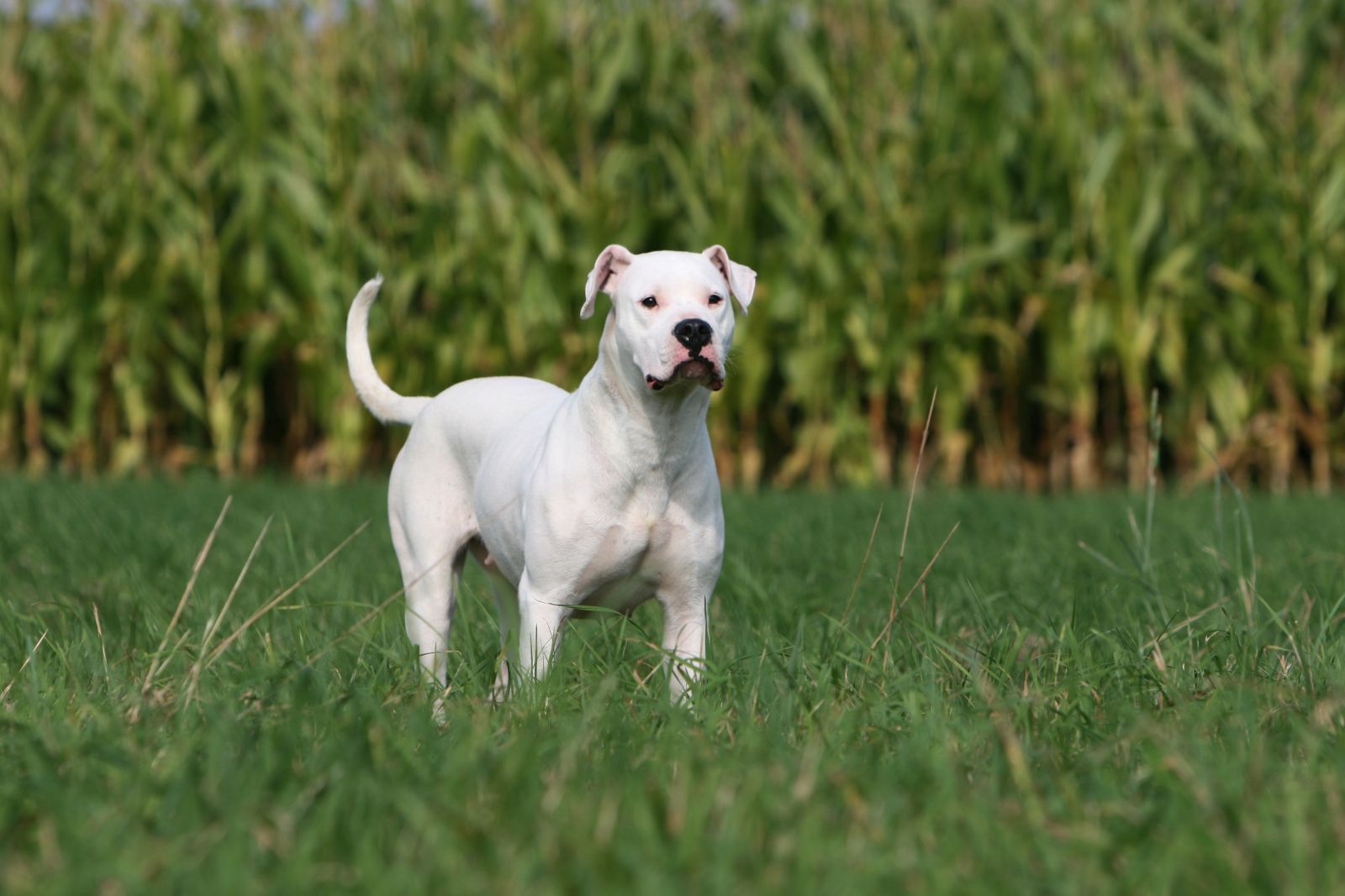 Dogo Argentino: Wesen & Haltung | zooplus Magazin