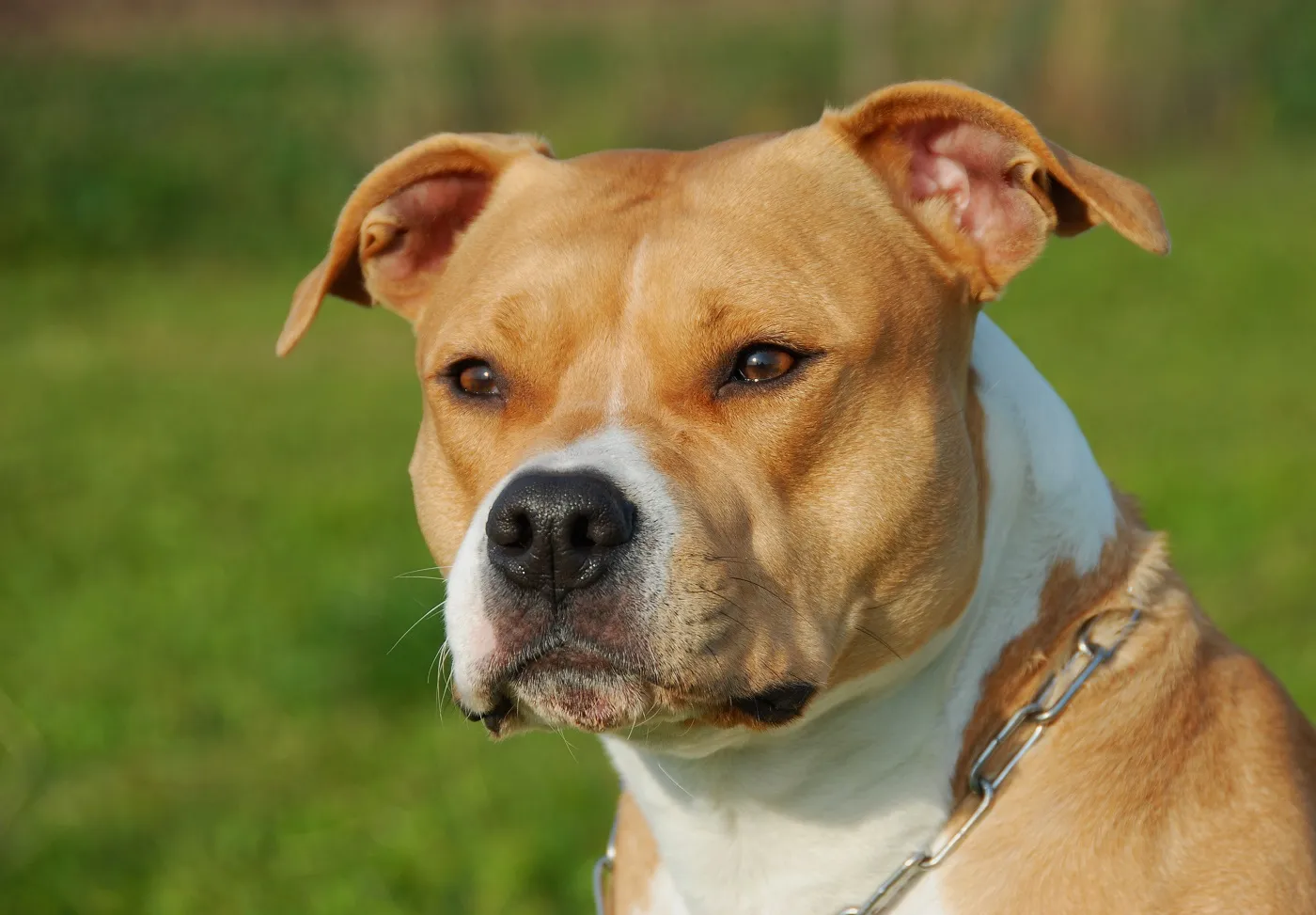Kampfhunde: Haltung und Gesetze | zooplus
