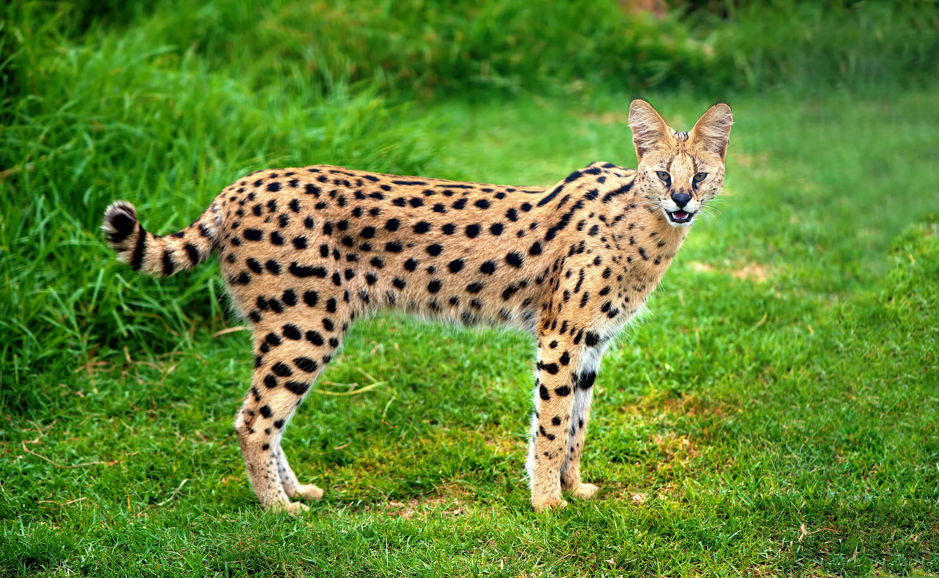 Baby Afrikaanse Serval Kat