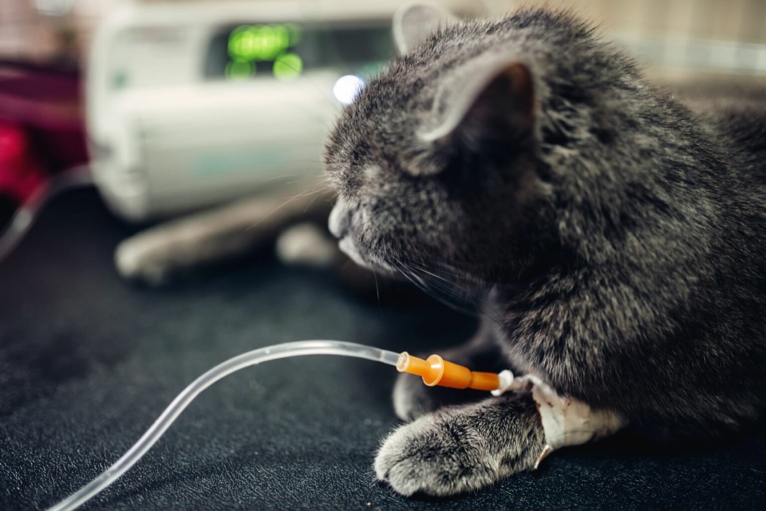 Katzenseuche (FPV): Symptome, Therapie & Impfung | zooplus Magazine