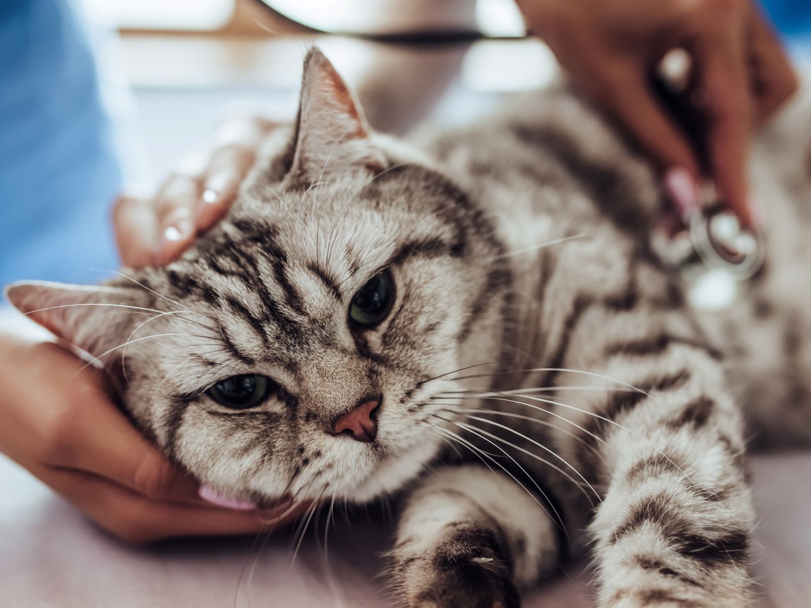 Katzenseuche (FPV): Symptome, Therapie & Impfung | zooplus Magazine