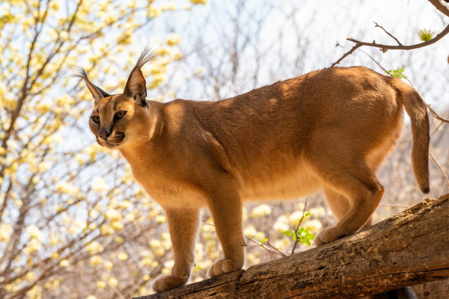 Karakal: Herkunft & Eignung als Haustier? | zooplus Magazin