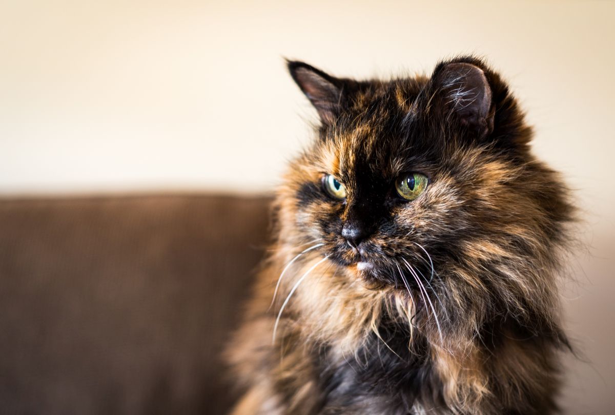 Schildpatt-Katze: Eigenschaften, Kauf & Herkunft | zooplus Magazine