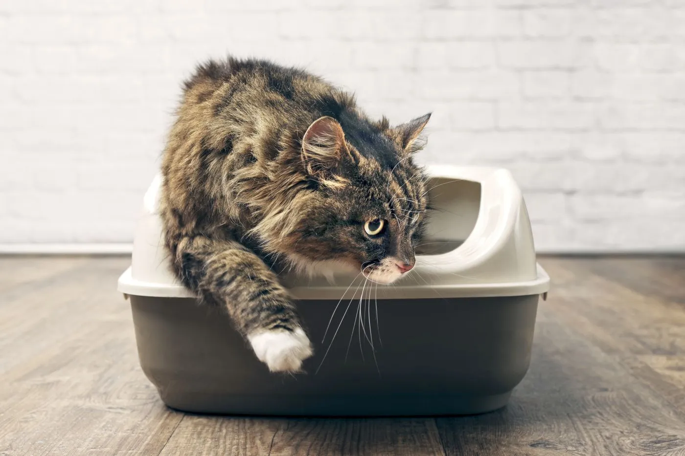 Durchfall bei Katzen: Warum und was hilft dagegen? | zooplus Magazin