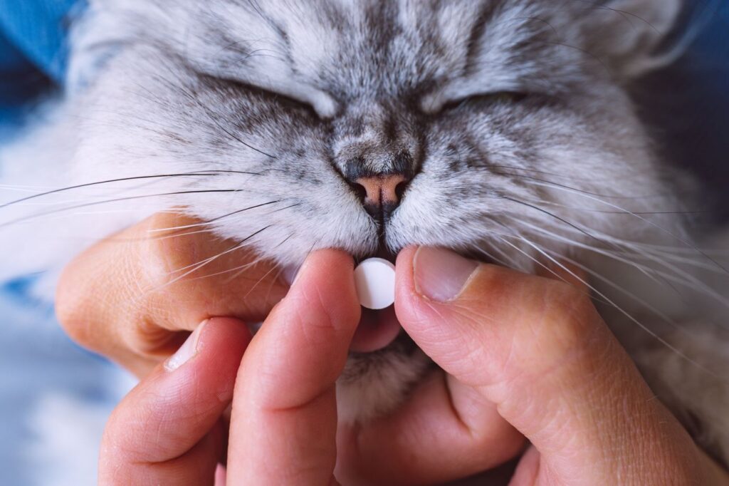Schilddrüsenüberfunktion bei der Katze | zooplus Magazin