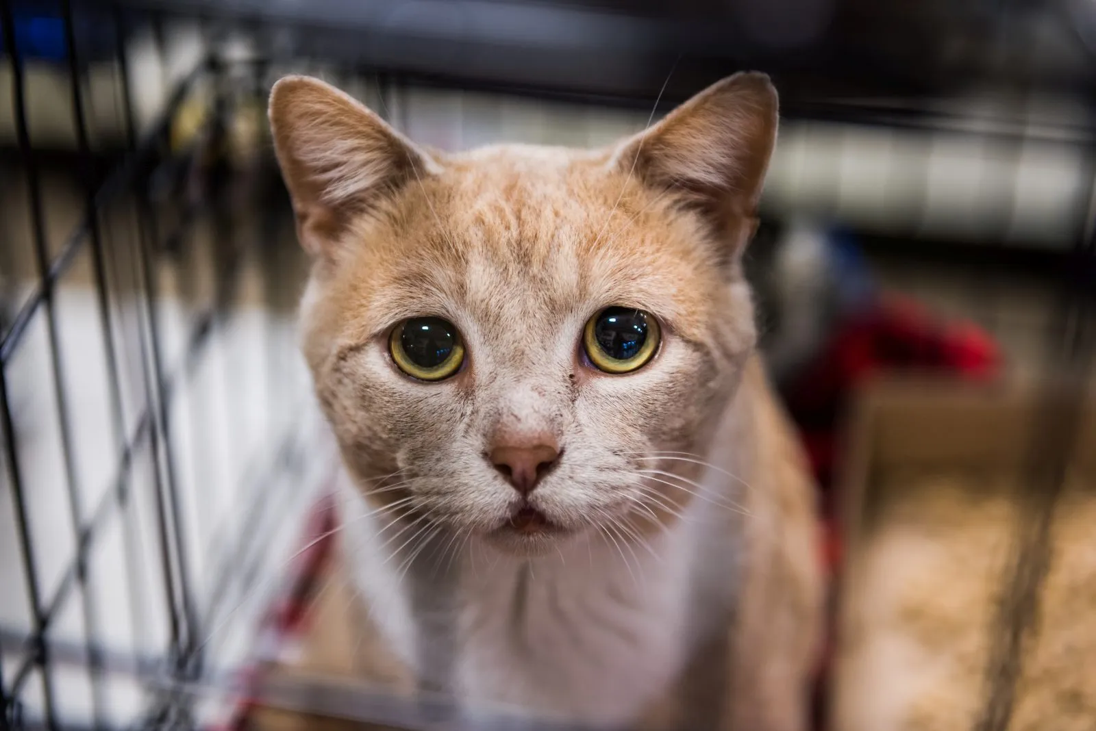 Traurige Katzengesichter