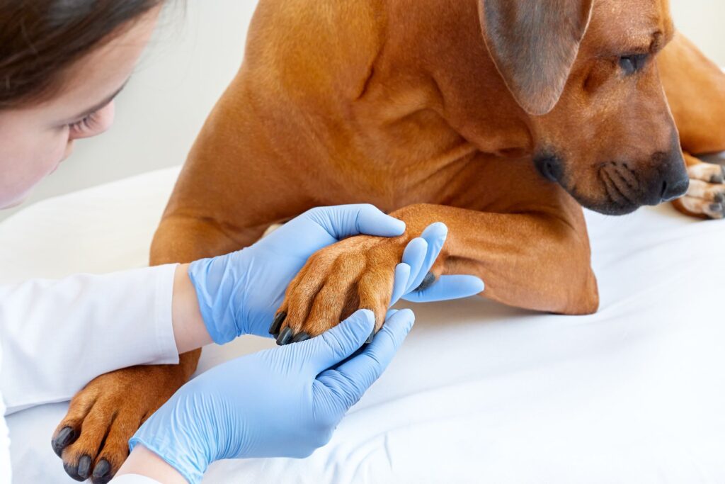 Pododermatitis beim Hund: Symptome & Therapie | zooplus