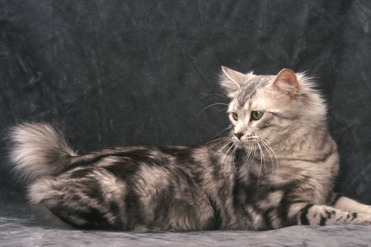 American Bobtail im Rasseportrait | zooplus Magazin